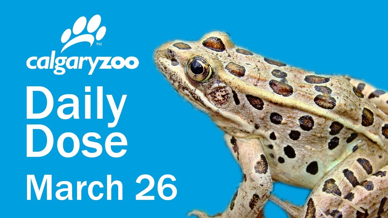 Your Daily Dose: Northern leopard frogs