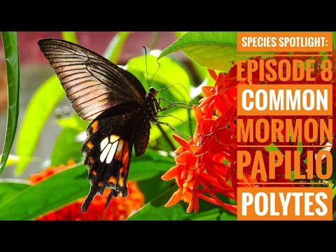 Flowers with Wings: Species Spotlight - Common Mormon | NATURE AND WILDLIFE video