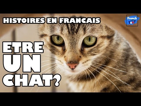 What's a cat life like ? | SIMPLE FRENCH STORIES