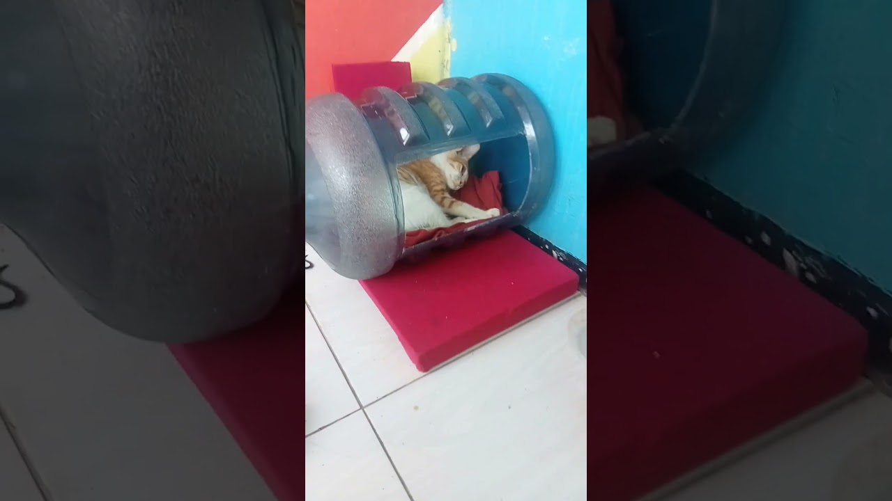 rumah kucing dari galon rusak #shots #kucinglucu #kucingkampung #rumahkucing