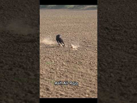Super Speed Hunting Dogs 2024 / Hare Hunting with Greyhound Dogs #sighthound