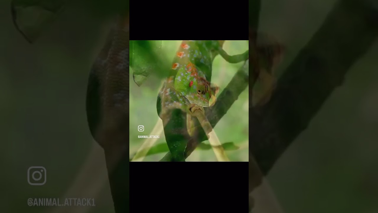 Chameleon story in the wild  #chameleons #wildlifedocumentary fe