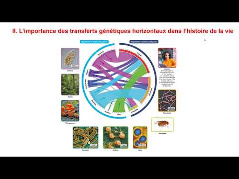 Chapitre 3 : La complexification des génomes : transferts horizontaux ...