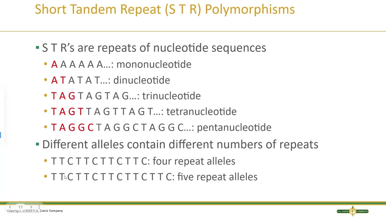 Polymorphisms and Human Identification