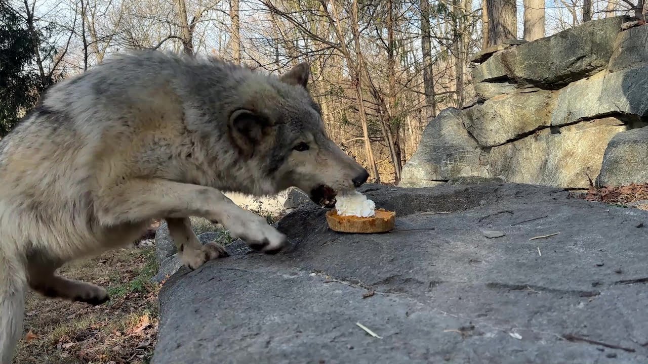 ASMR: Gray Wolf Eats Pumpkin Pie