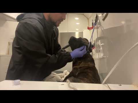 Pet wellness Dogfathers grooming service Plus LLC