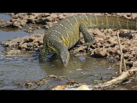 Did You Know? Incredible Nile Monitor Facts