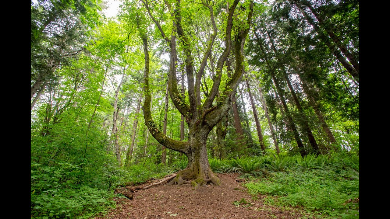 Nature Is a Climate Solution