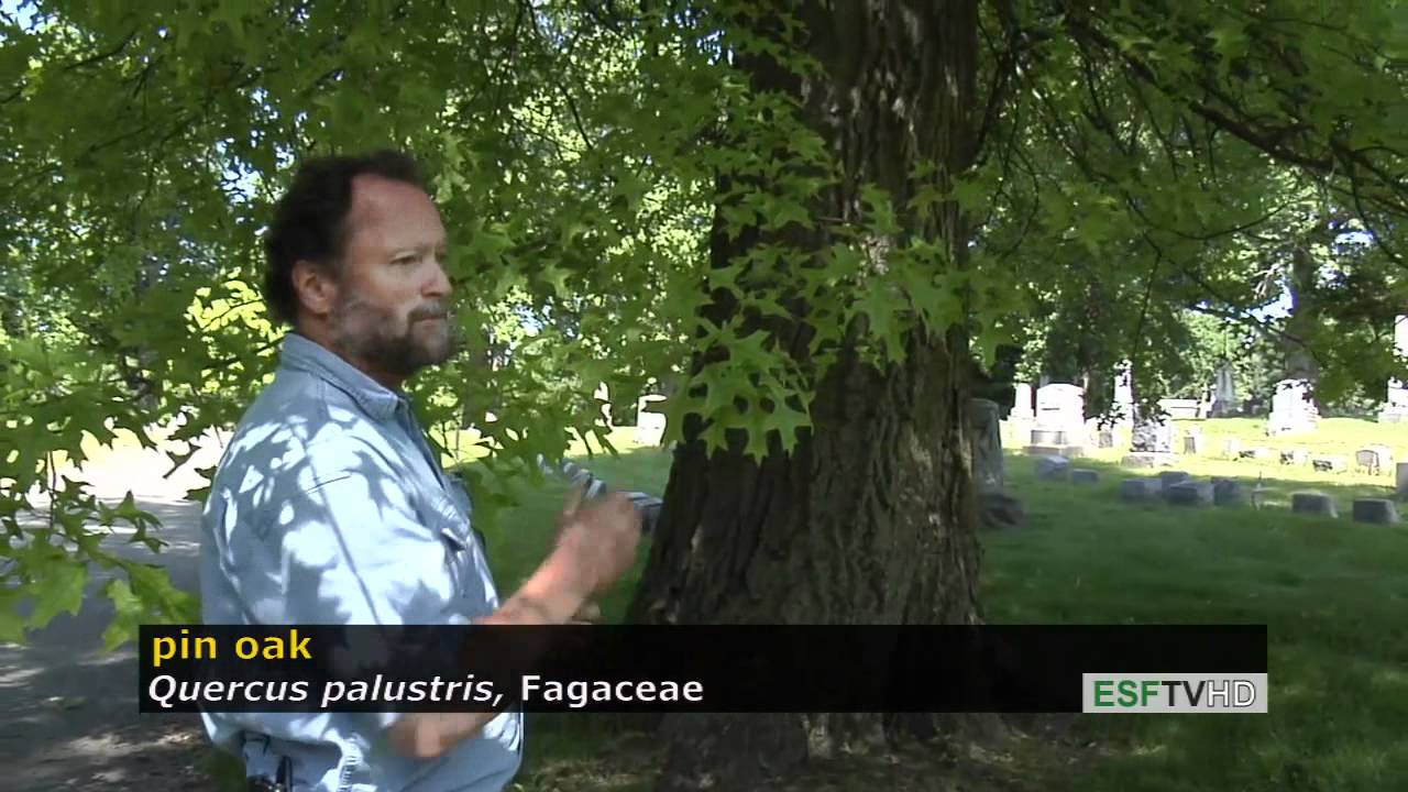 Trees with Don Leopold - pin oak