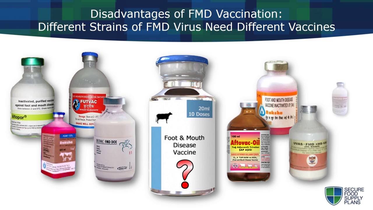 Foot and Mouth Disease Vaccination Overview
