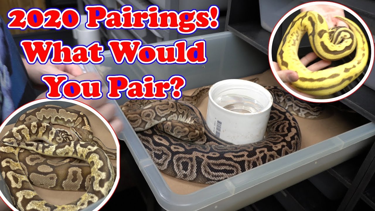 2020 Ball Python Pairings! Super GHI Fire Arroyo!