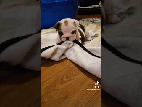 English Bulldog Puppy/Chocolate Tri/ Say Hello To Miracle😍⛽🦍#englishbulldogs #shorts #bulldogs