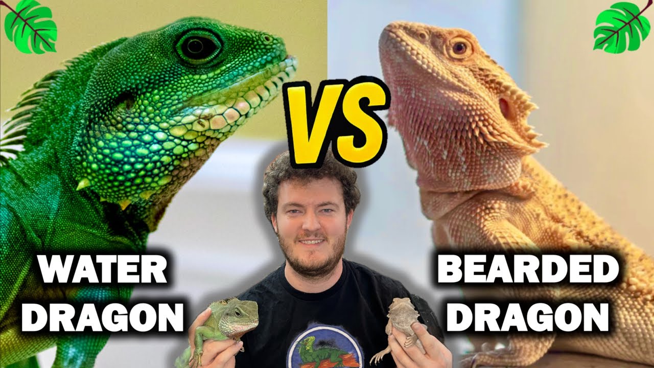 Chinese Water Dragon vs Bearded Dragon: The REAL Winner for Keepers!
