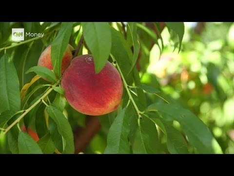 Inside grocery giant Walmart's effort to supersize l...