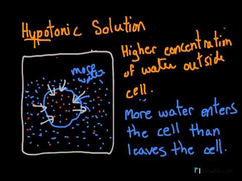 Regents Biology (Living Environment) osmosis explained