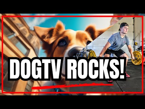 Discover What Dogs Really Think: A Special Woof from DOGTV