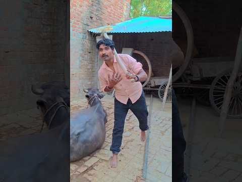 omg ???? गाय ने तो शीशा तोड़ दिया???????? #funny #comedy #trending #video #viral #anillive