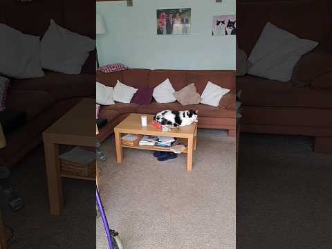 Kenny, the table ornament! Full video of my day at 8pm BST