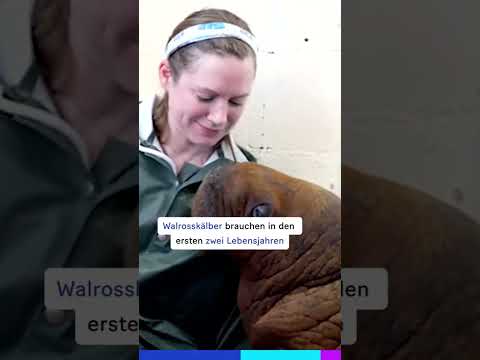 Dieser Patient muss rund um die Uhr gekuschelt werden🥺