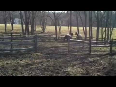 Vita Bella - The stupid new mare