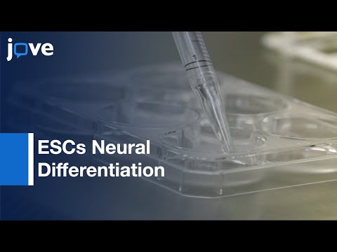 ESCs Neural Differentiation in Serum-free Monolayer Culture | Protocol Preview