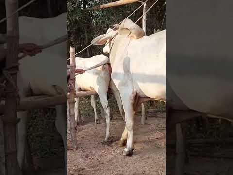 Breeding local cows to increase the number of cows for locals