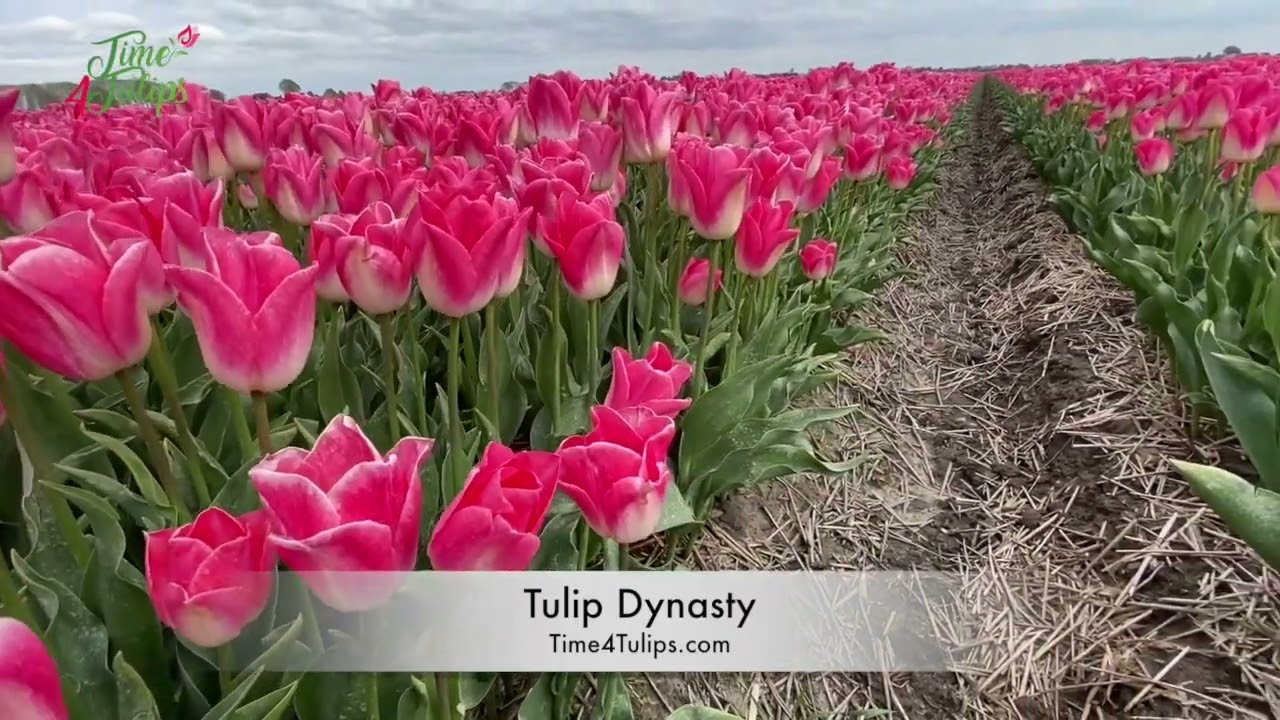 Tulip Dynasty | Time4Tulips.com