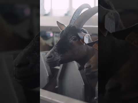 3 Things You Didn't Know About Goat Milk