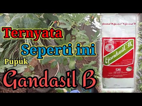 Pupuk Gandasil B | pupuk untuk buah dan bunga #pupukbuah
