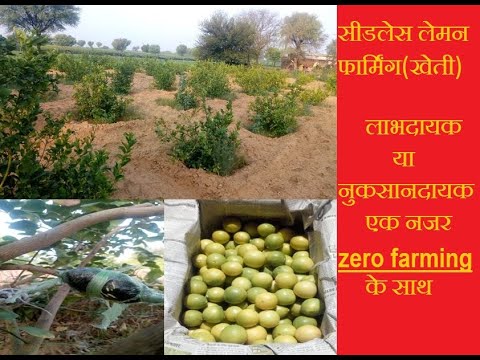 seedless lemon farming profitable or harmful