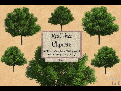 Real Tree Cliparts - Ash - photoshop overlays png, Tree layout, transparent background