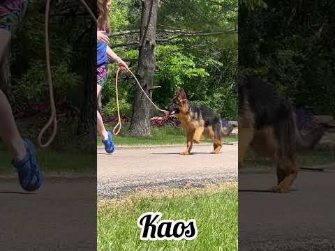 Kaos vom Mittelwest Movement - Mittelwest German Shepherds