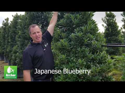 Japanese Blueberry - Archer Services