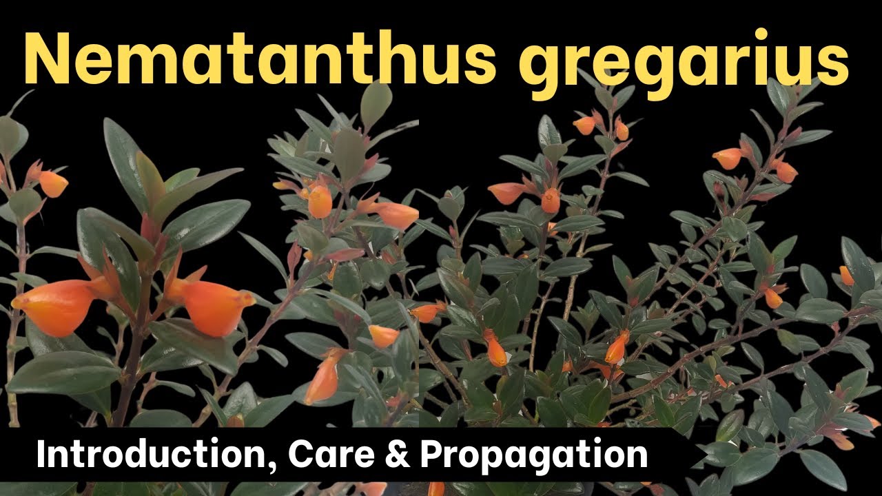 How to Grow and Propagate Nematanthus gregarius (Goldfish Plant / Clog Plant)