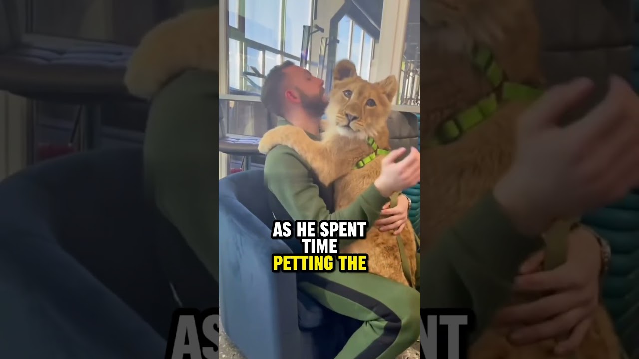 A lion cub's loneliness is healed by the love of a kind man ❤️