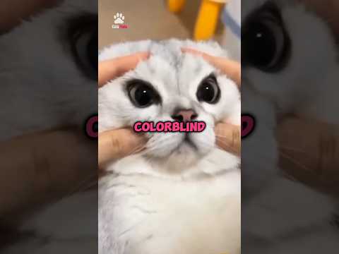 Cats are not completely Colorblind!! 👀🐈