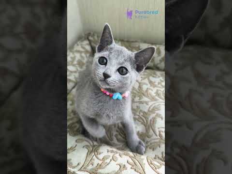 Meet Rosinka: Blue Russian Blue Kitten 👑 Calm, Playful & Hypoallergenic! #RussianBlue