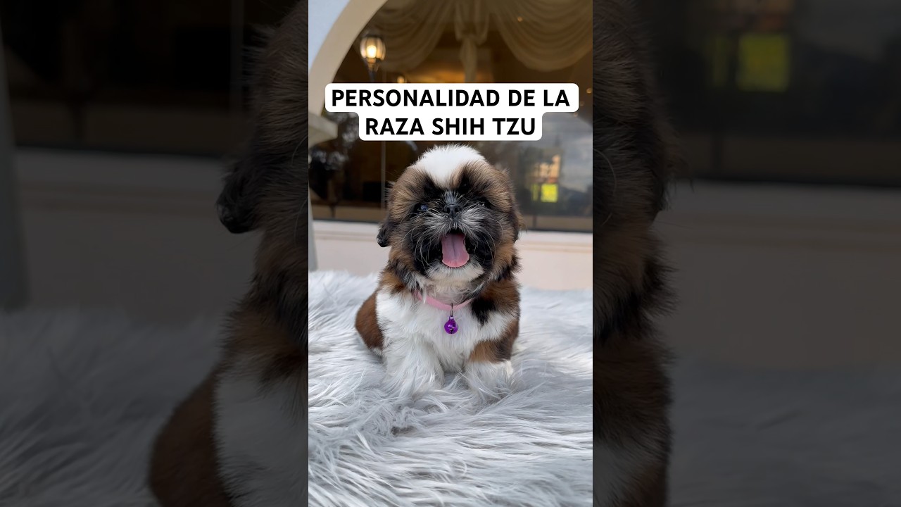 Personalidad de la raza Shih Tzu 🤗🐶 ¿son realmente como TODOS dicen? #shihtzu #shihtzupuppies