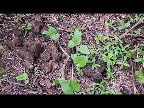 Epic Morel Mushroom Cluster!! [idaho morel mushrooms]