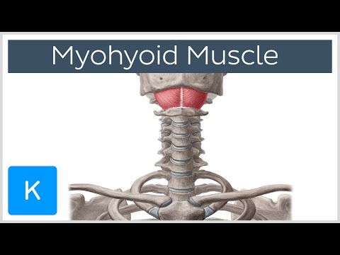 Mylohyoid Muscle - Attachments & Function - Human Anatomy | Kenhub