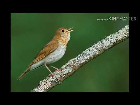 Veery (Thrush) song slowed down by 13% of original speed