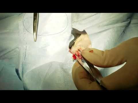 Repair of a Degloved Mandible in a Kitten