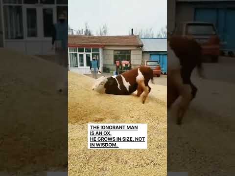 #ox #english #motivation #motivational #shorts #shortvideo