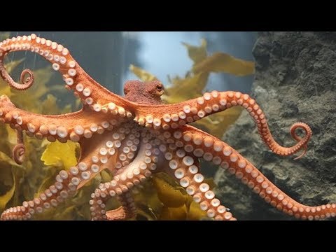 Octopuses: Not Aliens, Still Awesome | True Origins of Cephalopods | Nerd Nite San Francisco