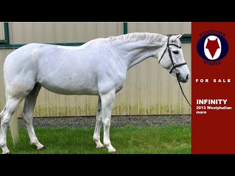 Infinity | 16.2hh Westphalian mare | Thermal 2025