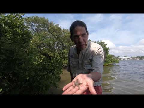 LIFE: Science Shorts — Coastal Module: Mangrove Ecosystems