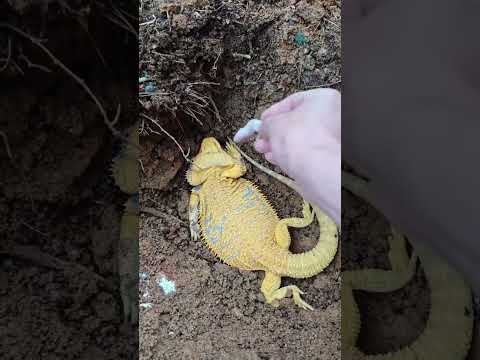 Goodbye! My Bearded Dragon. #reptiles #beardeddragon #iguana #lizardskinpeeling #pets