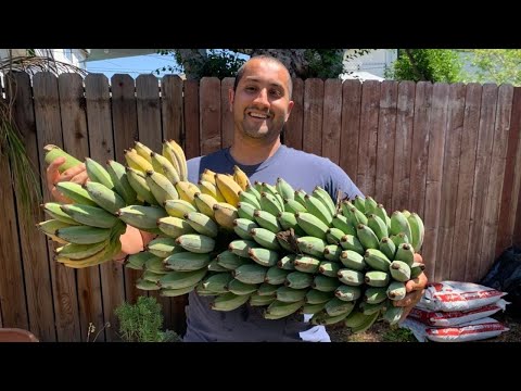 How I Harvested 60 Pounds of Bananas (And Smashed Some Trees While Doing It)