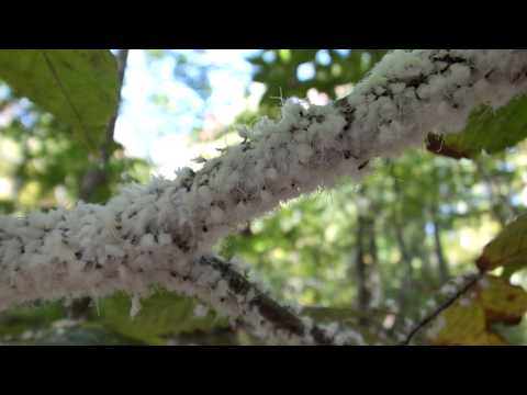 Wiggling beech blight aphids | The Life of Your Time