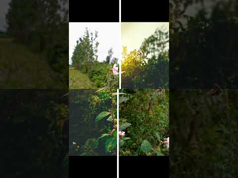 Before and after#shorts #edit #editing #lightroom #snapseed #nature #photography #photoshop